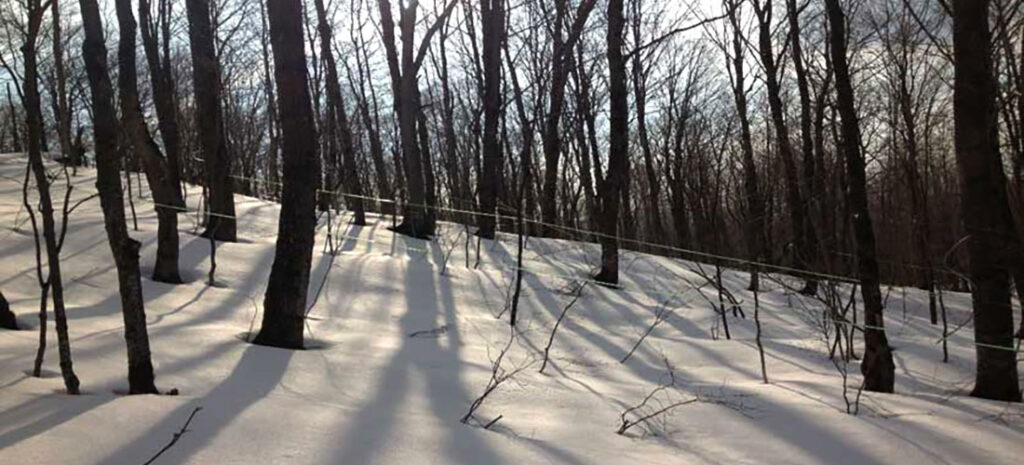 Making Maple Syrup | Organic Maple Syrup | Branon Family Maple Orchards ...